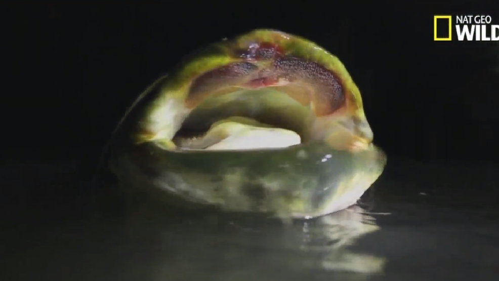 Monster Fish: Goonch Catfish | WTVC