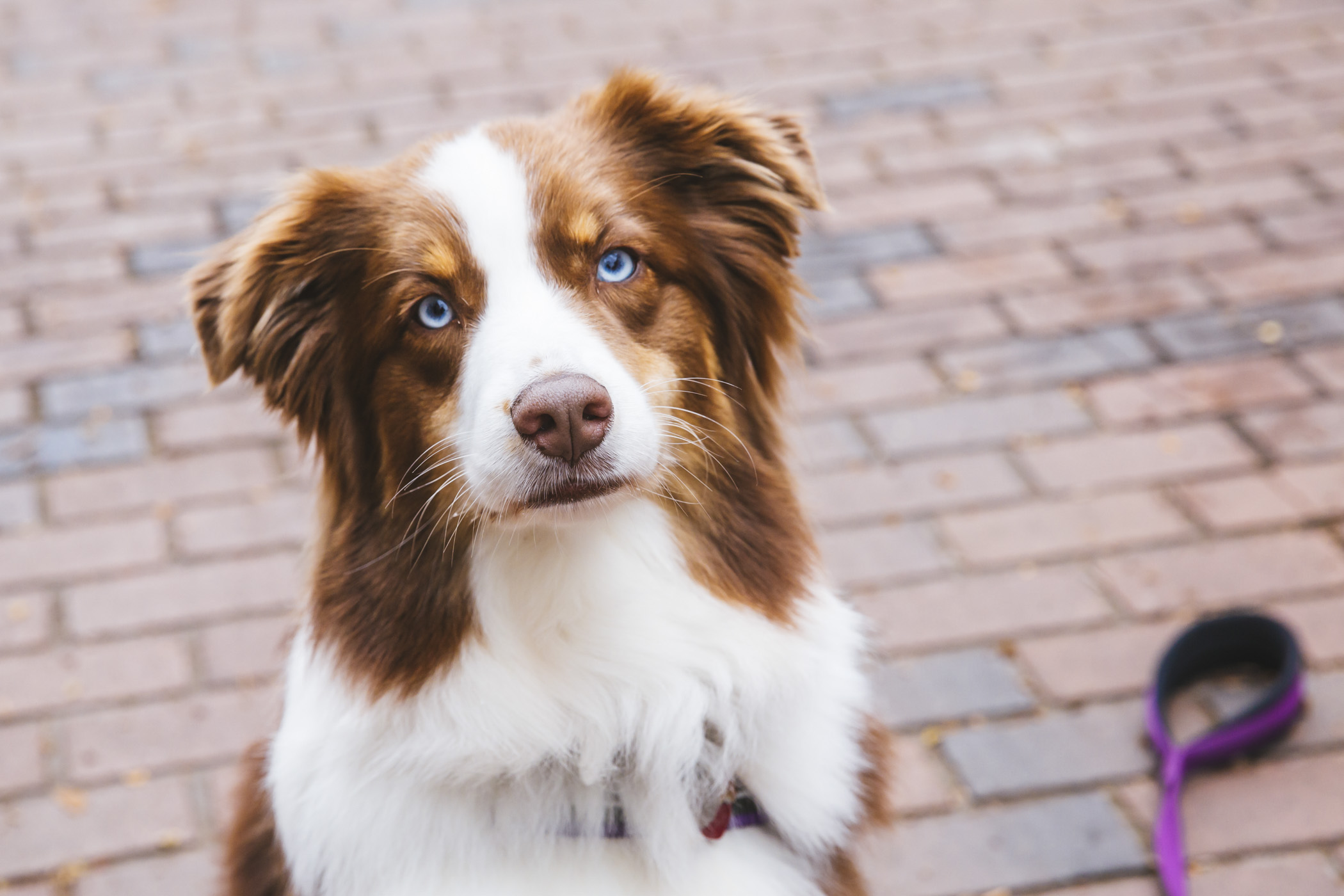 叨叨doggie壁纸,doggie叨叨壁纸,doggieorgi壁纸_大山谷图库