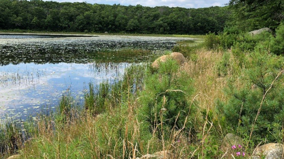 Rhode Island protects forest in Hopkinton for recreation | WJAR