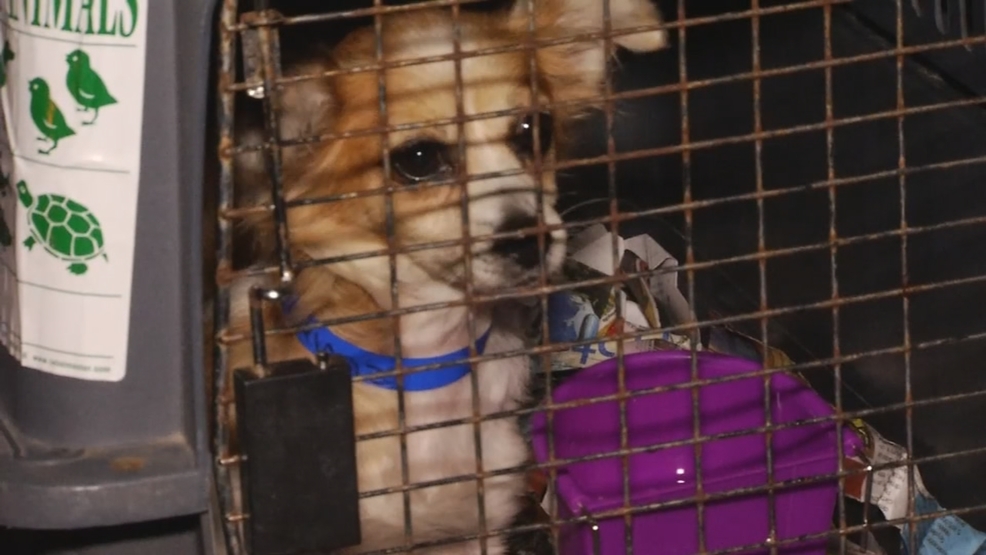 Some dogs rescued from Puerto Rico available for adoption Saturday | WGME