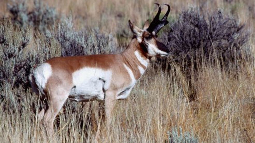 Idaho works to identify pronghorn migration patterns | KBOI