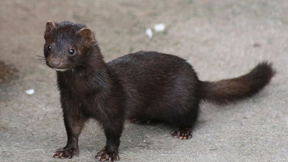 4,800 mink released at Idaho farm | KBOI