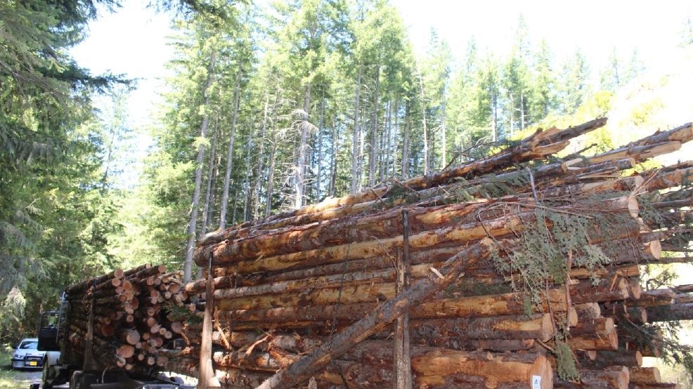 Sheriff's office investigates fatal logging accident near Lyons | KMTR
