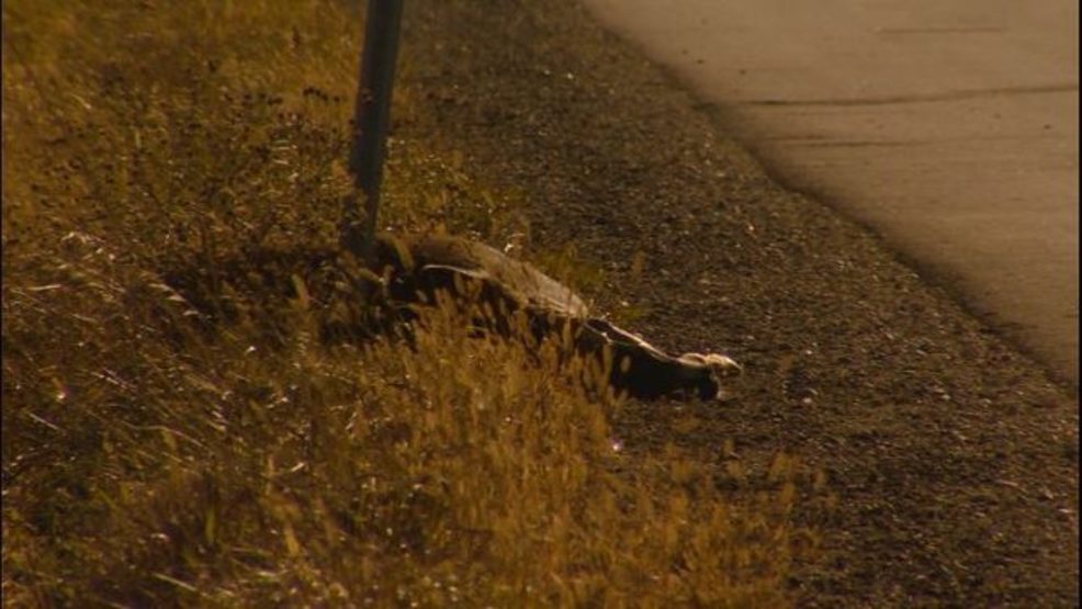 More roadkill on the road? Officials are adjusting to new system | WMSN
