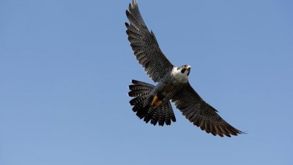 Peregrine falcon population rises in southeastern Michigan | WSBT