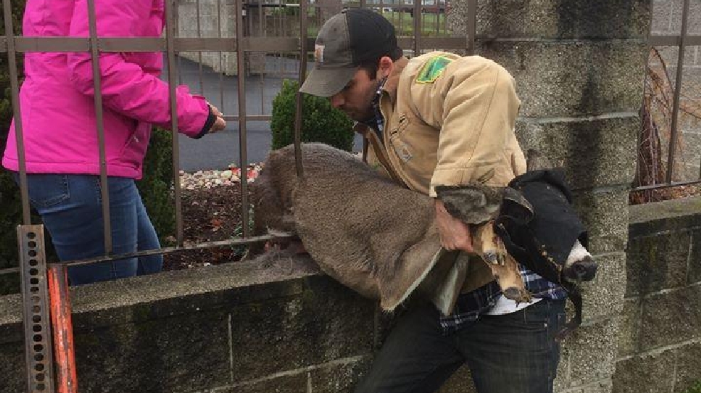 ODFW comes to the rescue of two animals stuck in fences | KVAL